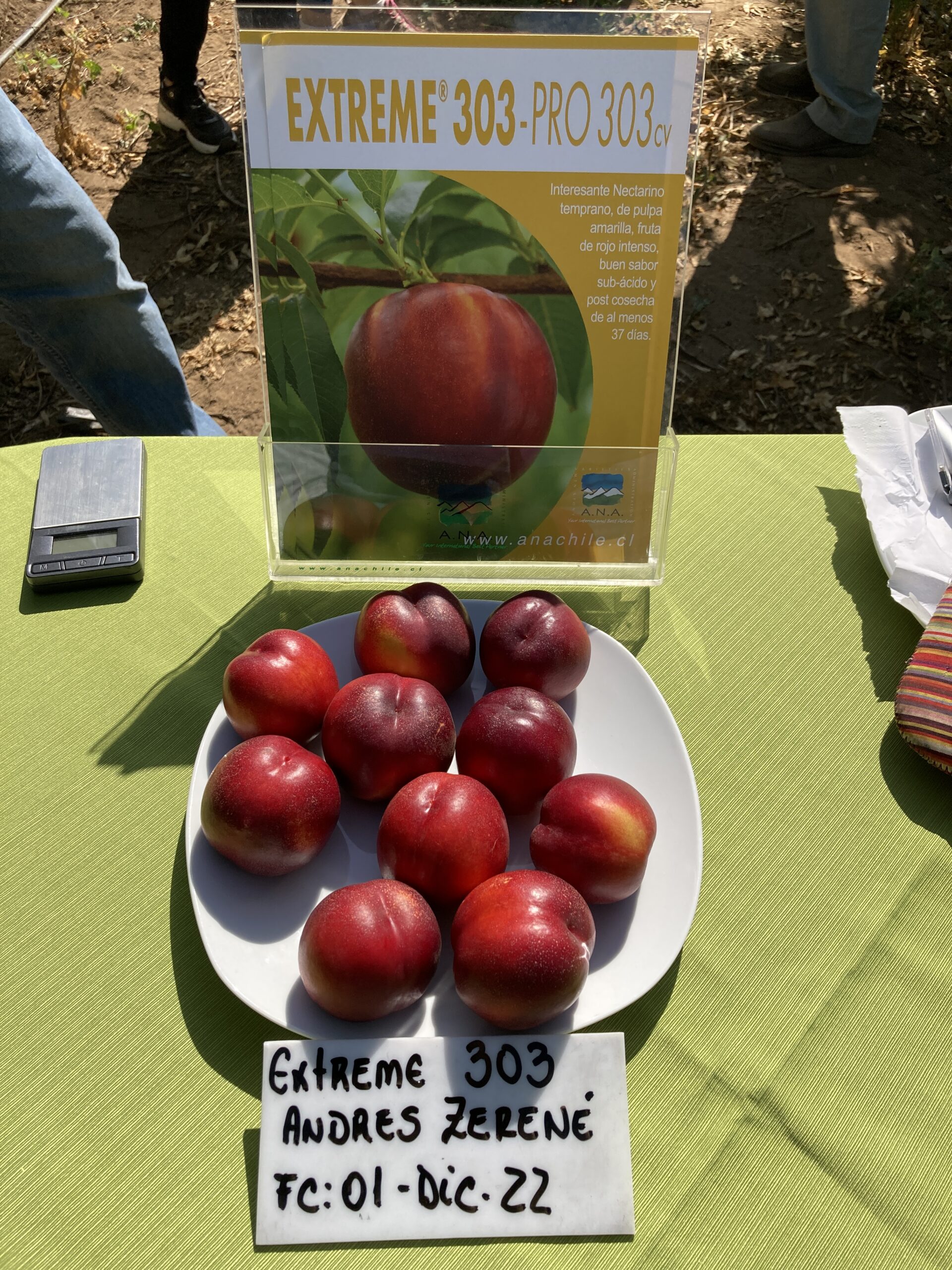 Nectarino Extreme®303 sigue destacando por su excelente sabor - ANA Chile®