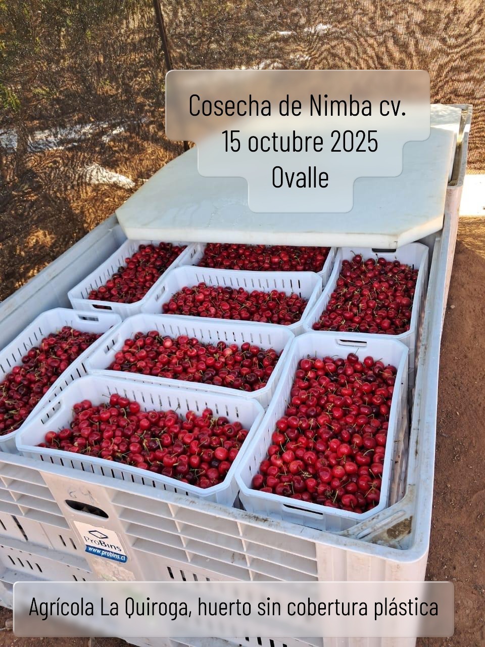 ¡Comienza la cosecha en el norte de Chile con las primeras Nimba cv. de ...